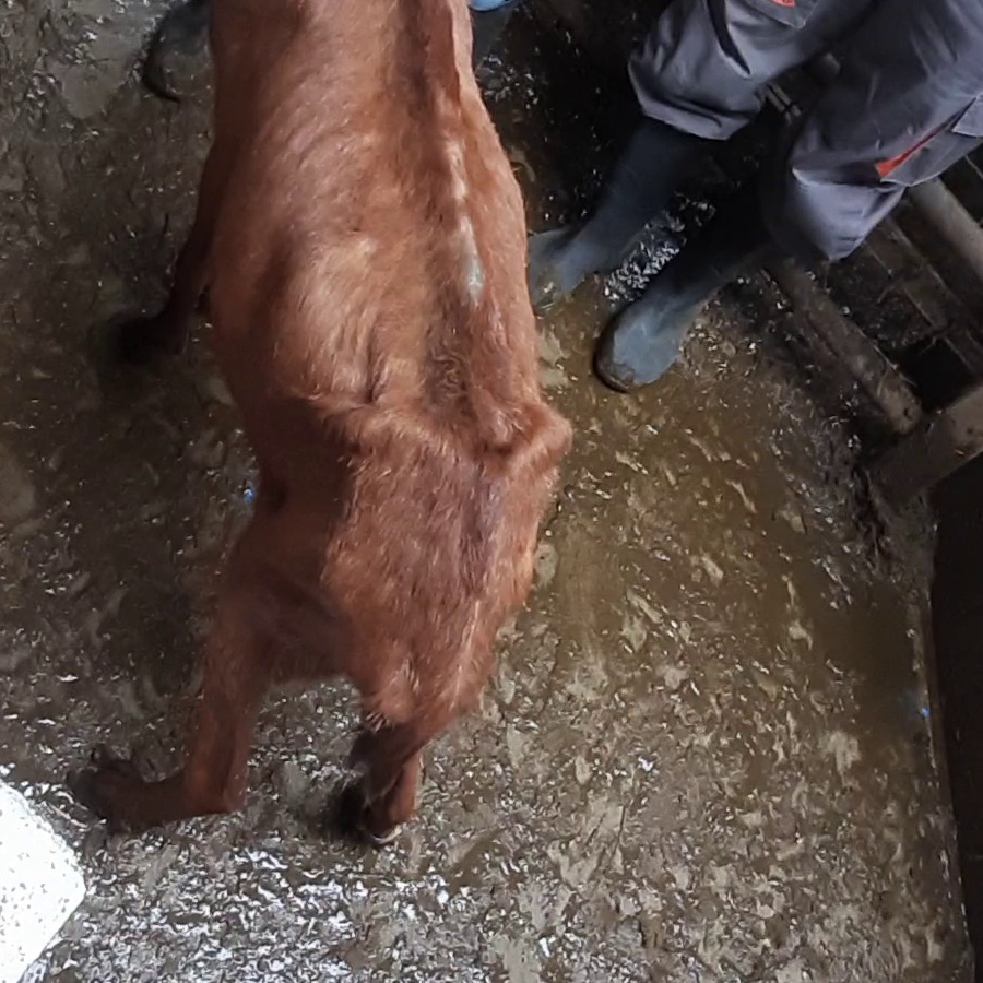 Goats_BCS Object Detection Dataset by National Technical University of Athens