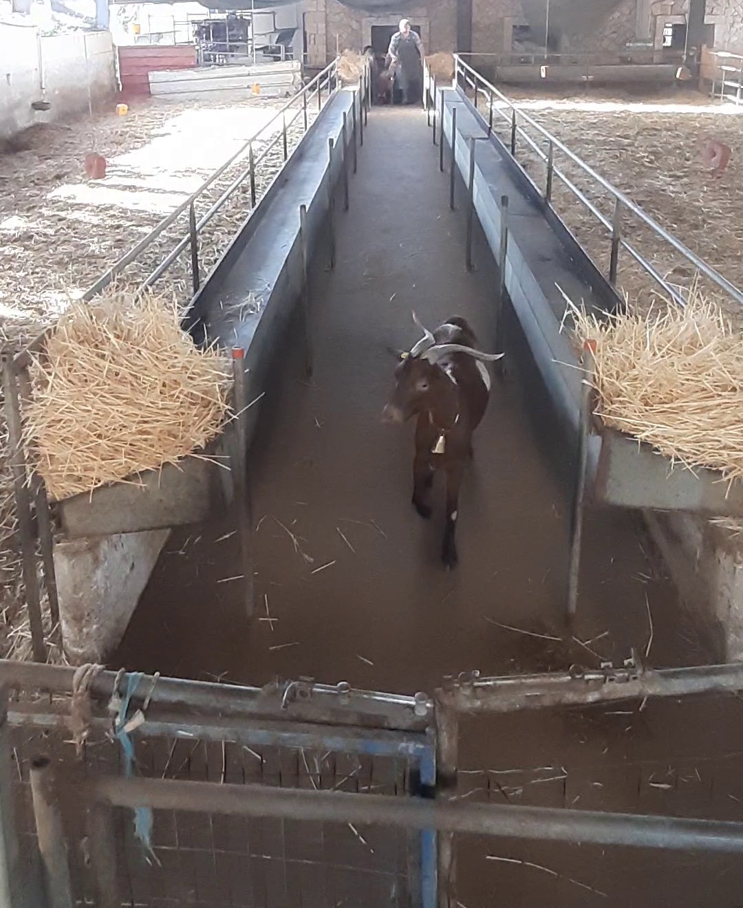 Goat_detection Object Detection Dataset and Pre-Trained Model by National Technical University ...