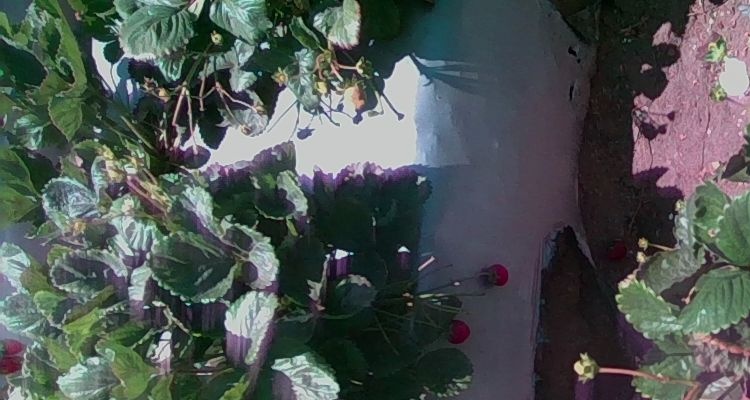 Merged Strawberry Object Detection Dataset By Strawberrydet