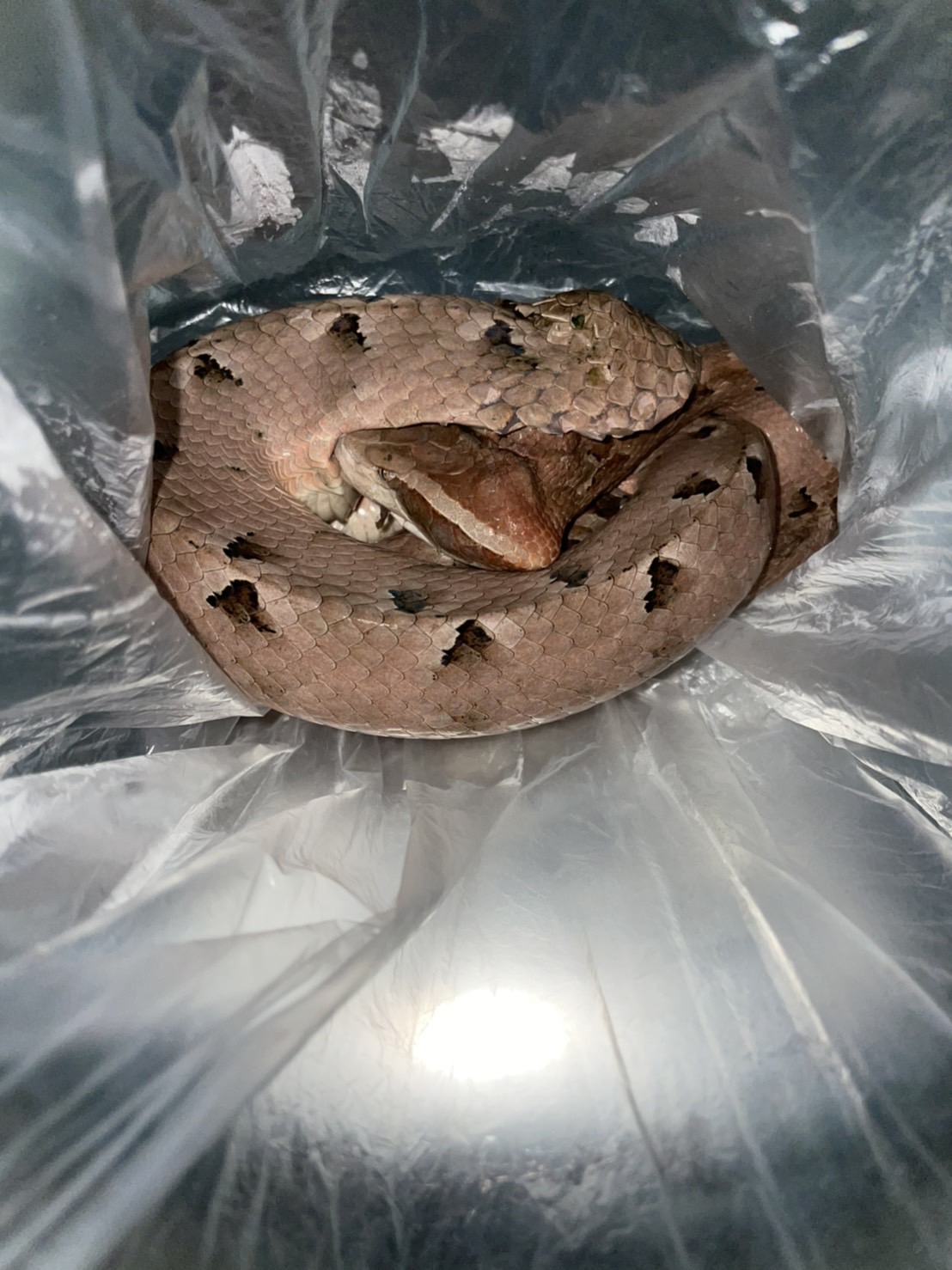 Snake v2 Object Detection Dataset by Amonita team