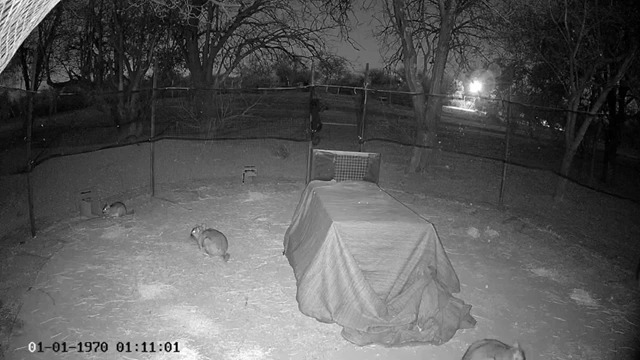 How to Use the Segmentacion Vizcacha Instance Segmentation API