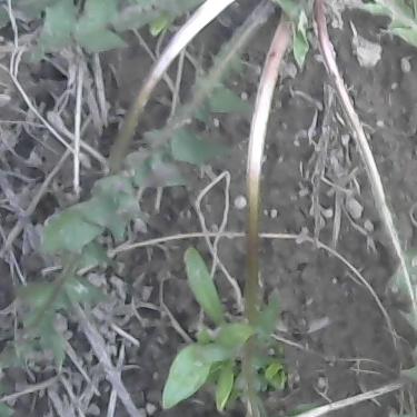 Weed/nonWeed Classification Dataset and Pre-Trained Model by Nic