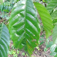 Sistem Deteksi Penyakit Daun Kopi Object Detection Dataset and Pre ...