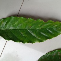 Sistem Deteksi Penyakit Daun Kopi Object Detection Dataset and Pre ...