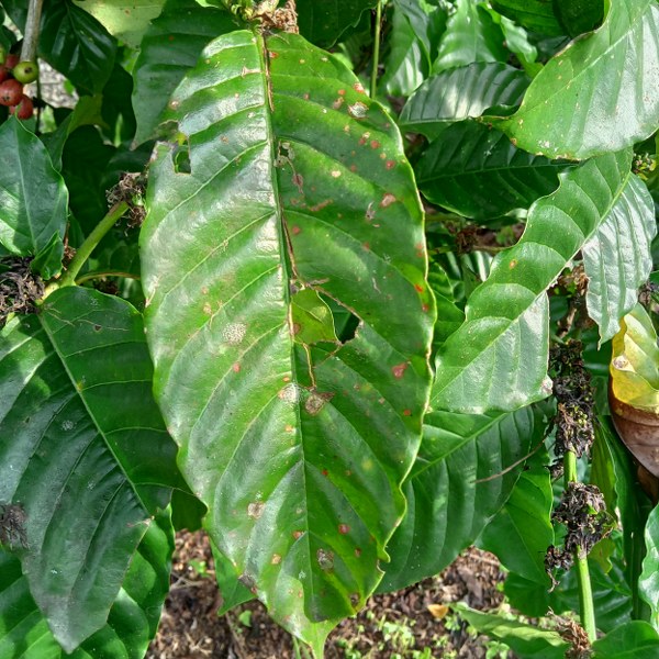 Sistem Deteksi Penyakit Daun Kopi Object Detection Dataset by Institut ...