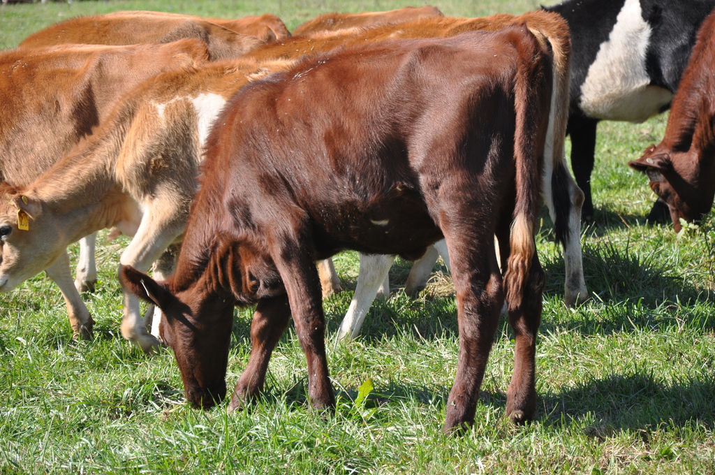 Cow Object Detection Dataset by z Corrugated Iron Fire