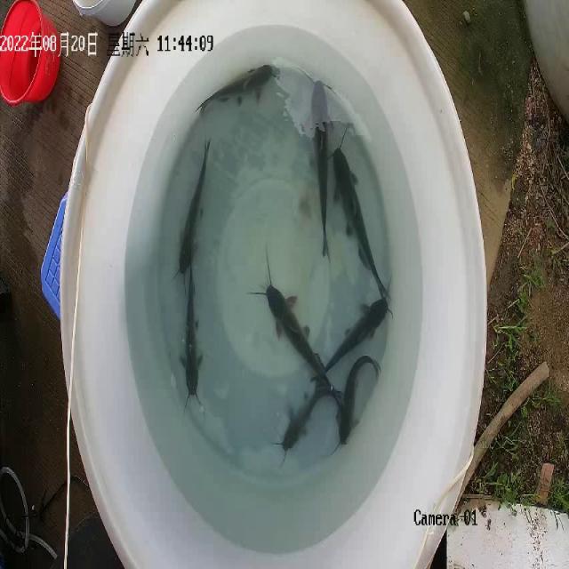 fish-dts Object Detection Dataset by PIXIS+