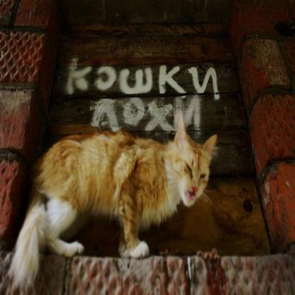 How to Use the Fish or cat? Object Detection API