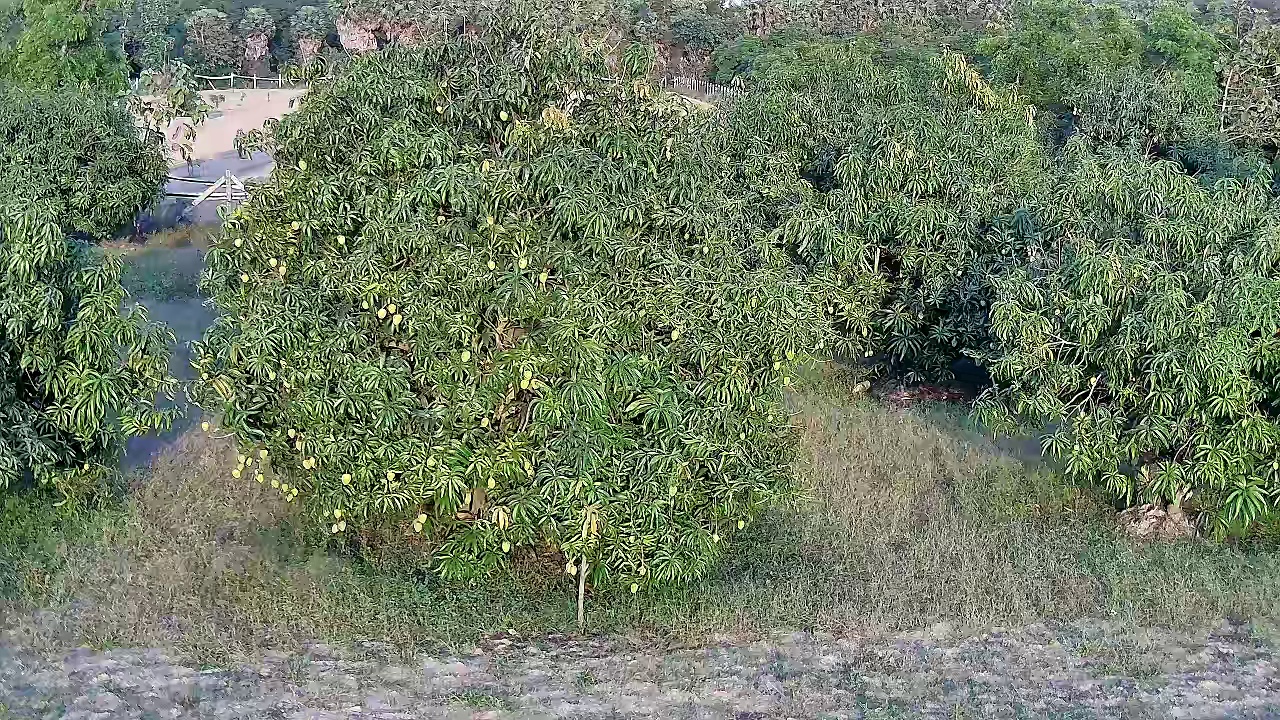 Mango Fruits Object Detection Dataset by college