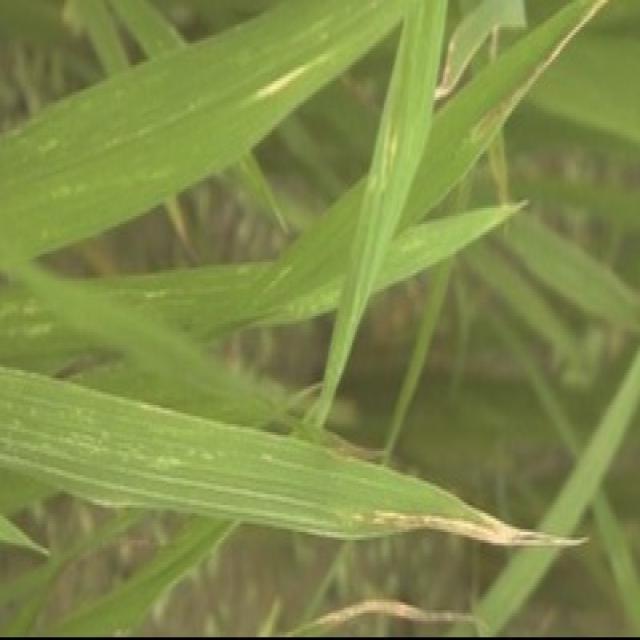 Rice Plant Nutrient Deficiencies Object Detection Dataset and Pre-Trained Model by agrigrow