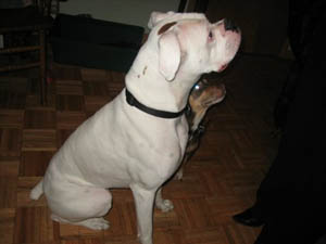 Cats and Dogs Object Detection Dataset by Errol Pereira