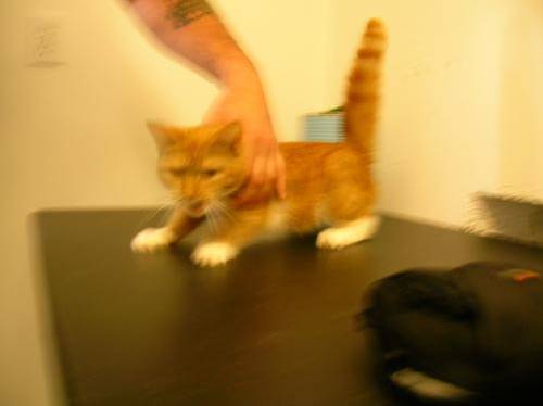 221229 Catdog Object Detection Dataset And Pre Trained Model By Project