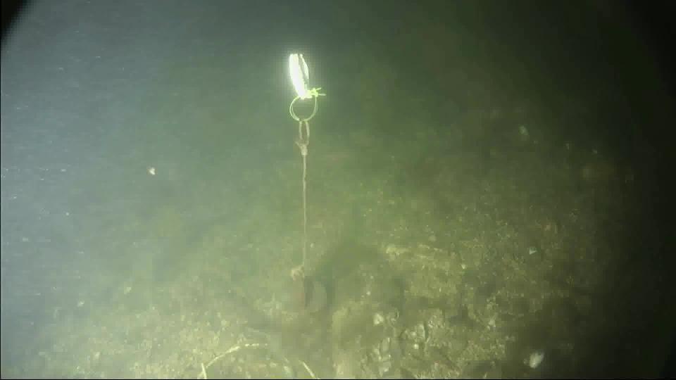 Underwater Object Detection Underwater Object Detection Djfyp