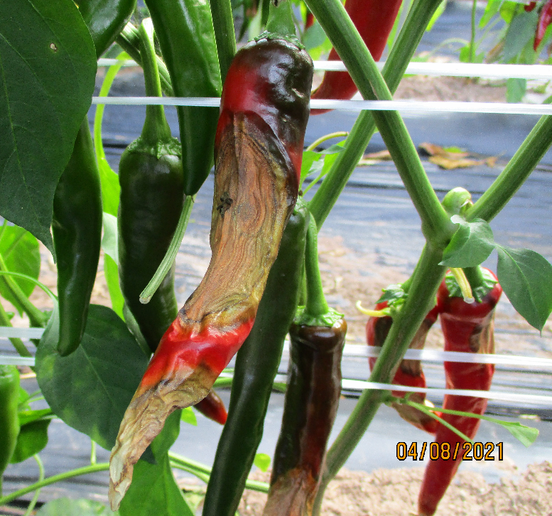 chili-disease Instance Segmentation Dataset and Pre-Trained Model by soo