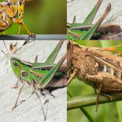 telyu (telyu-qtkac) - Roboflow Universe