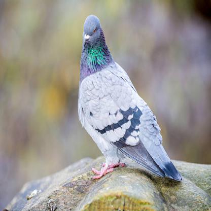 Holuby - Roboflow Universe