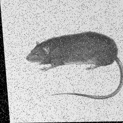 rat_rabbit Object Detection Dataset by semi