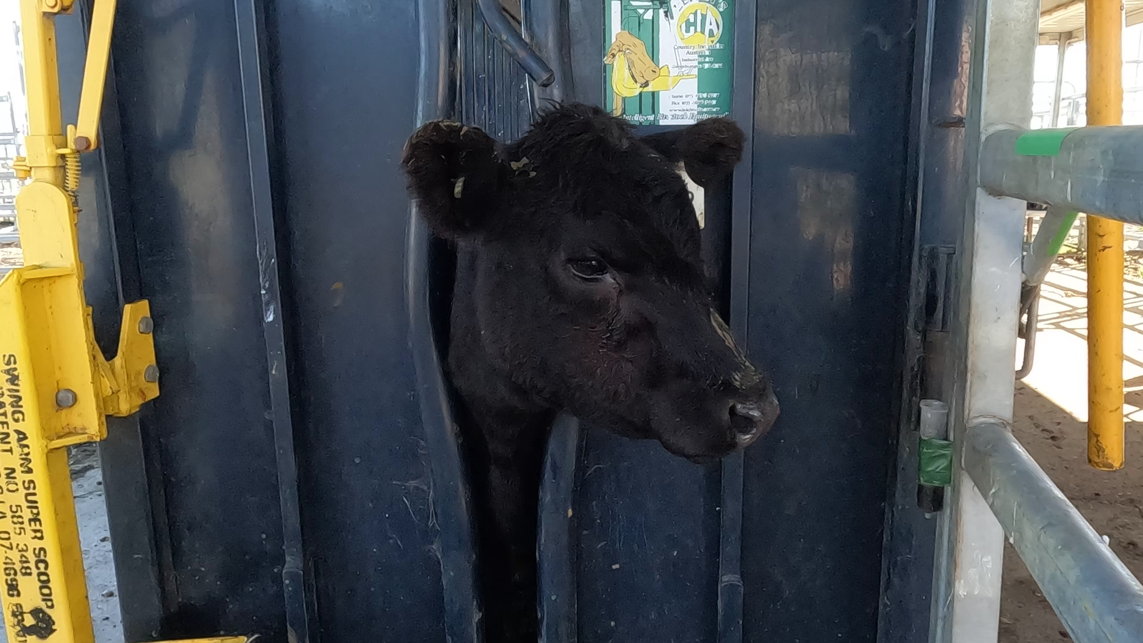 Cattle Recog Object Detection Dataset By Scdl1991