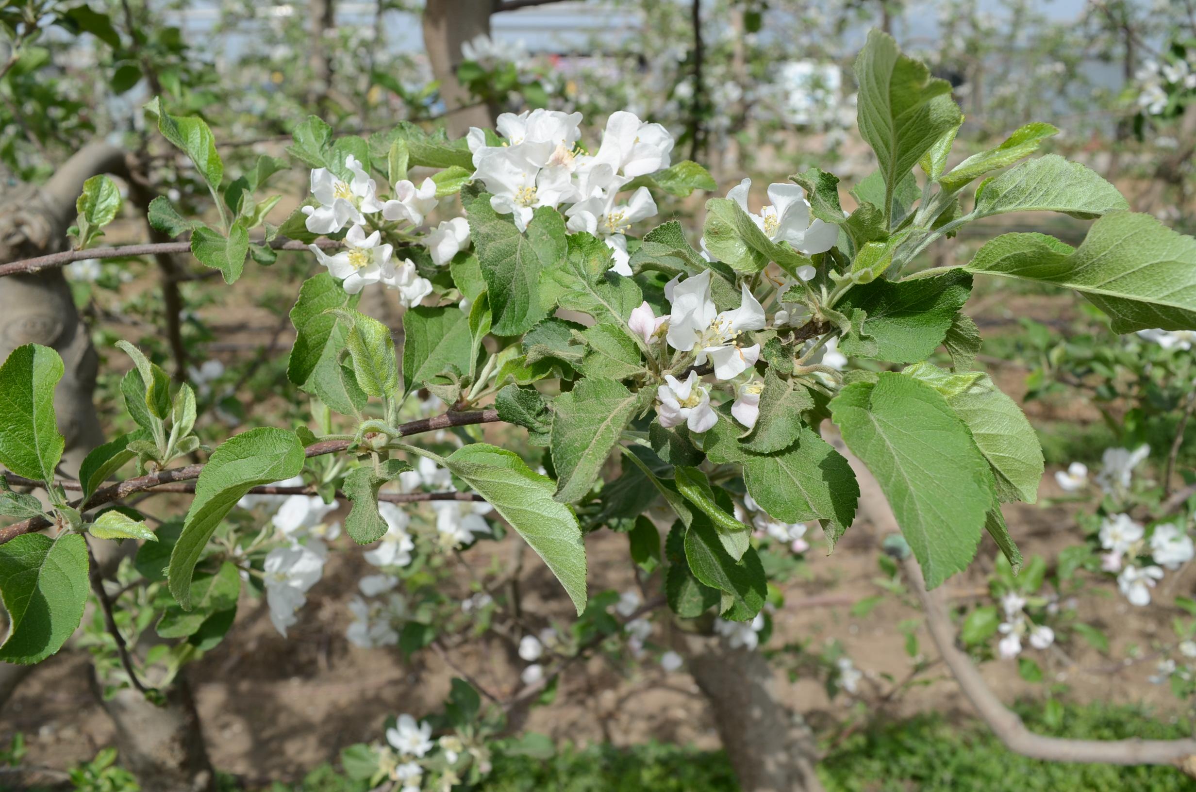 Flowersegmentation Object Detection Dataset By Alexey Kutyrev