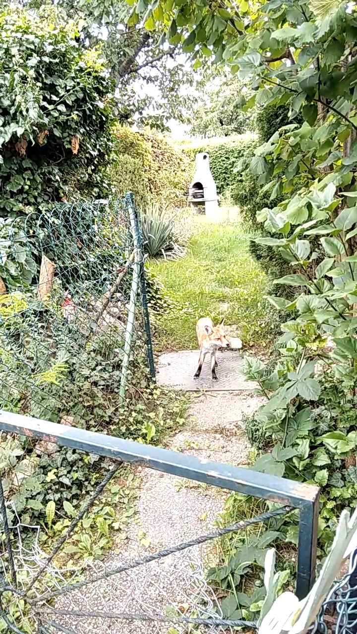 Fox Detection Object Detection Dataset By Fetayuka