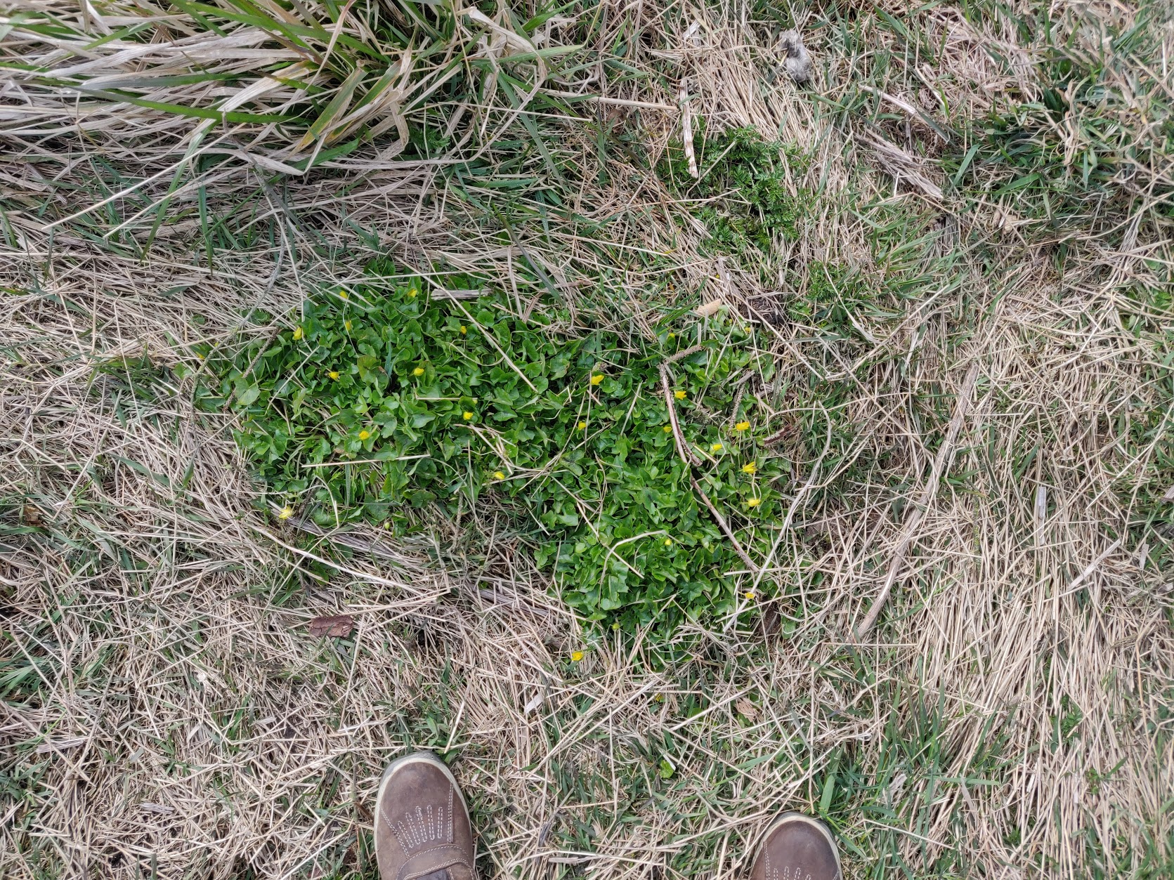 V2_1m Object Detection Dataset by P8