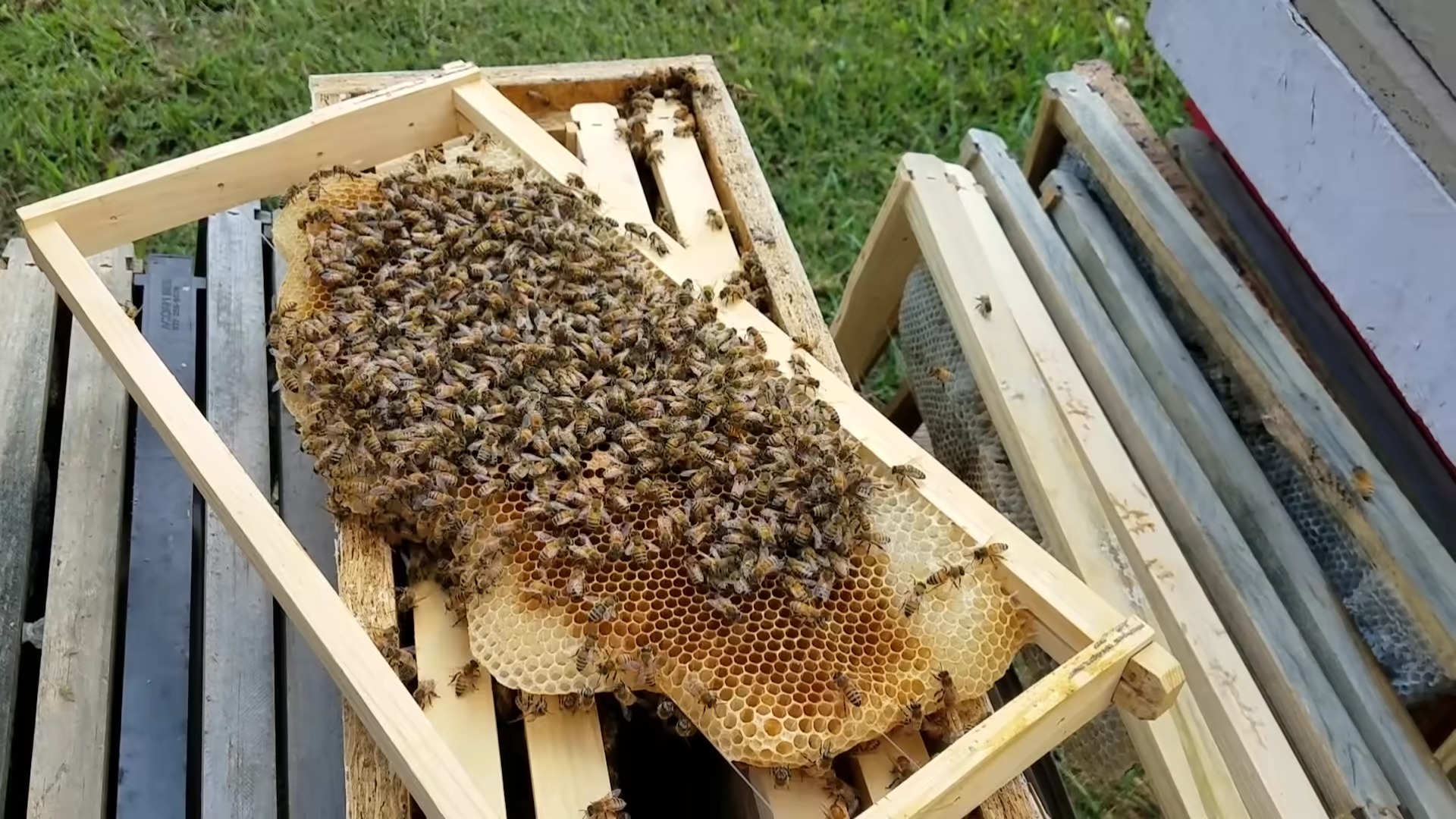 Honey Bees Dataset Object Detection Dataset And Pre Trained Model By