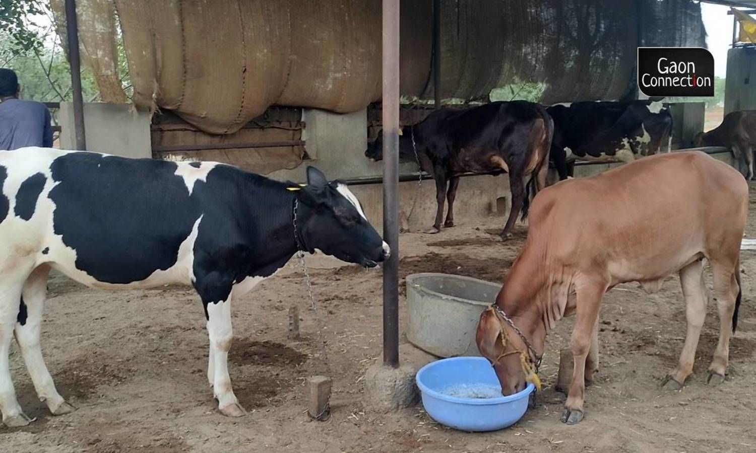 Cow Breeds Object Detection Dataset and Pre-Trained Model by cowbreed