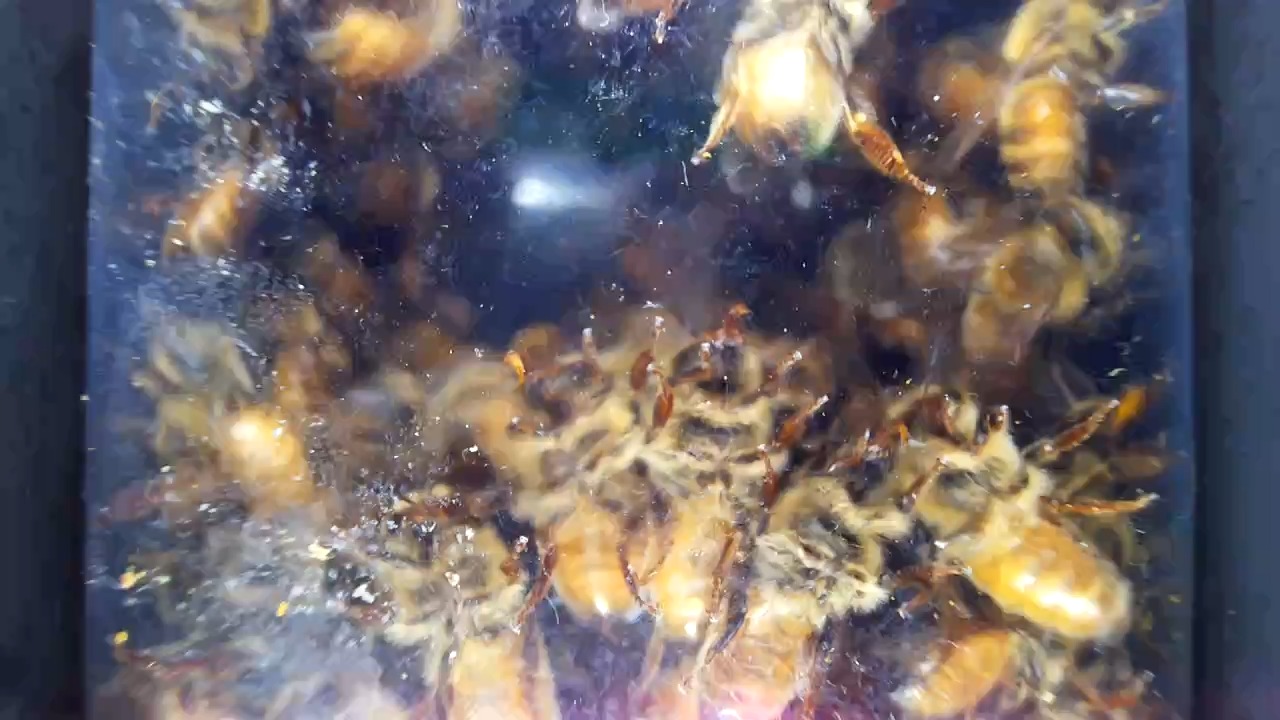 Mite Detection Object Detection Dataset V1 2023 01 14 3 08pm By Martin Laas