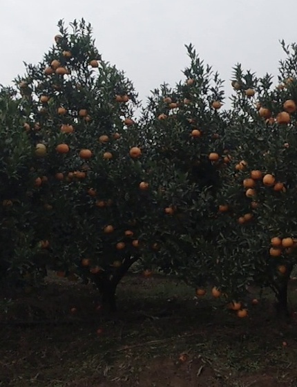 Smart Agritech Object Detection Dataset And Pre Trained Model By Nust