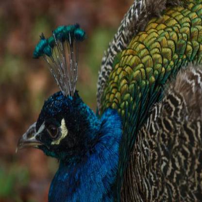 Peacock Object Detection Dataset by PSG TECH