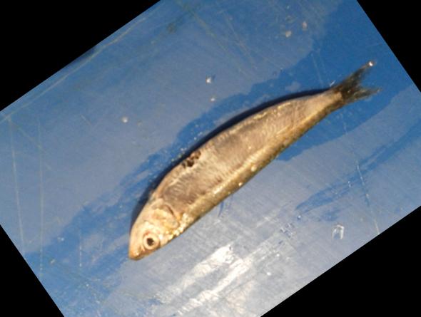 Fish Instance Segmentation Dataset by SegmentationMaster Fish Instance Segmentation Dataset by SegmentationMaster