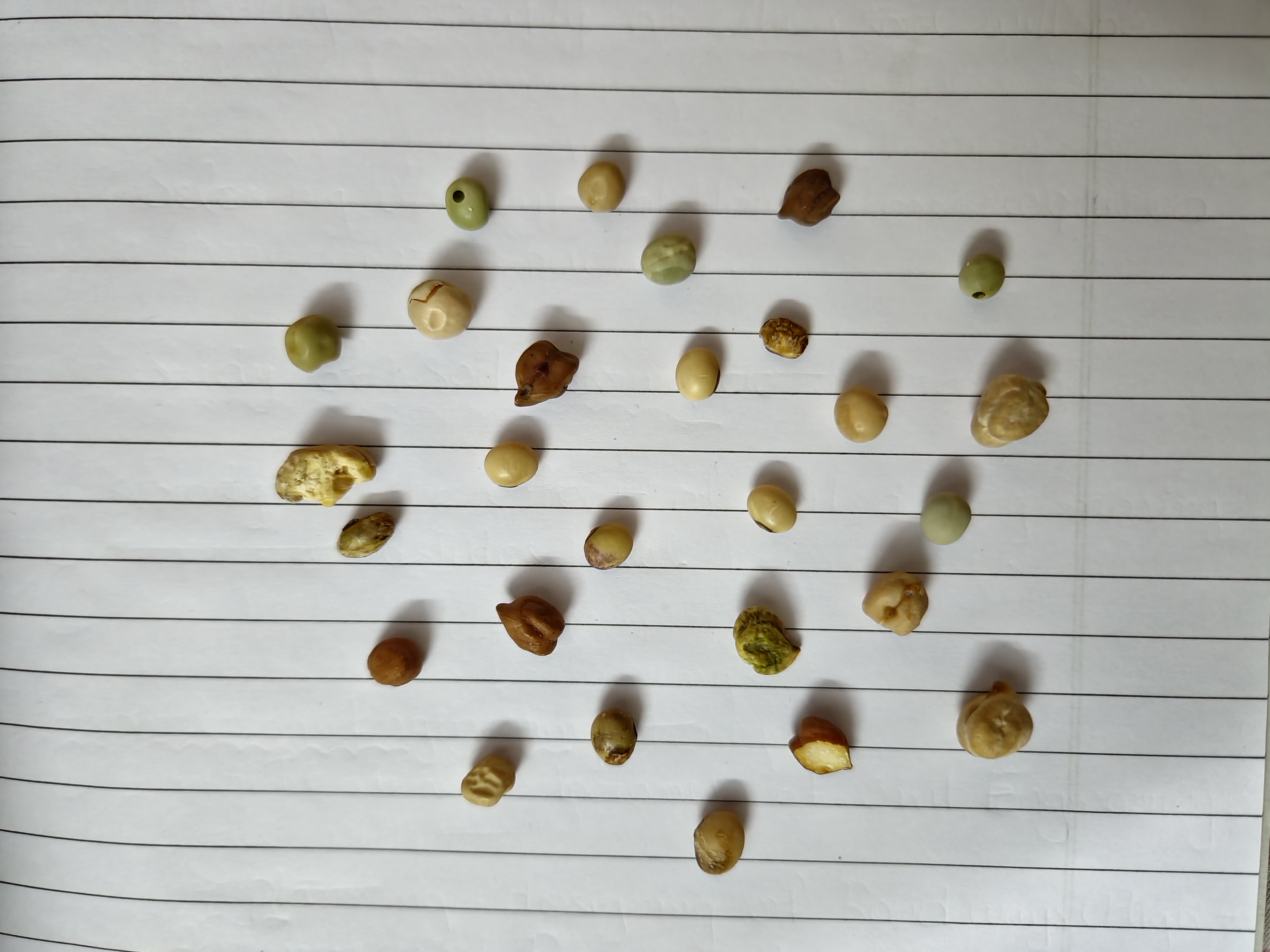 How to Use the seed segregation Object Detection API