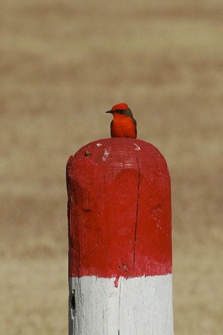 Bird Sample Object Detection Dataset by Dubhe