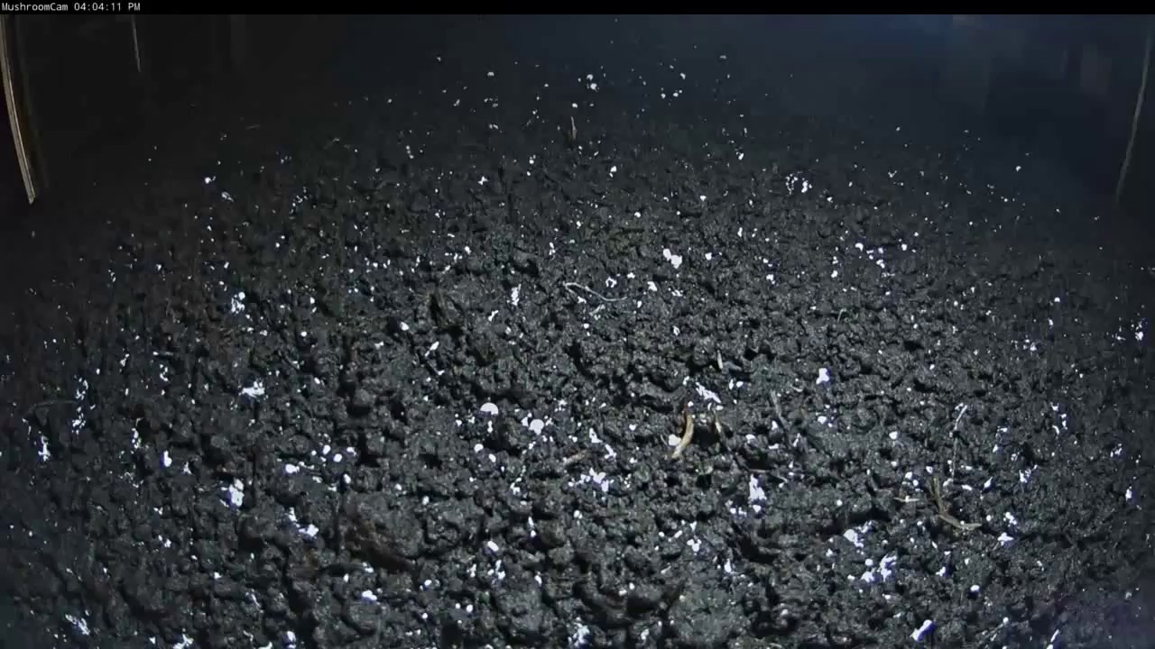 Mushroom Ai V1 Roboflow Universe