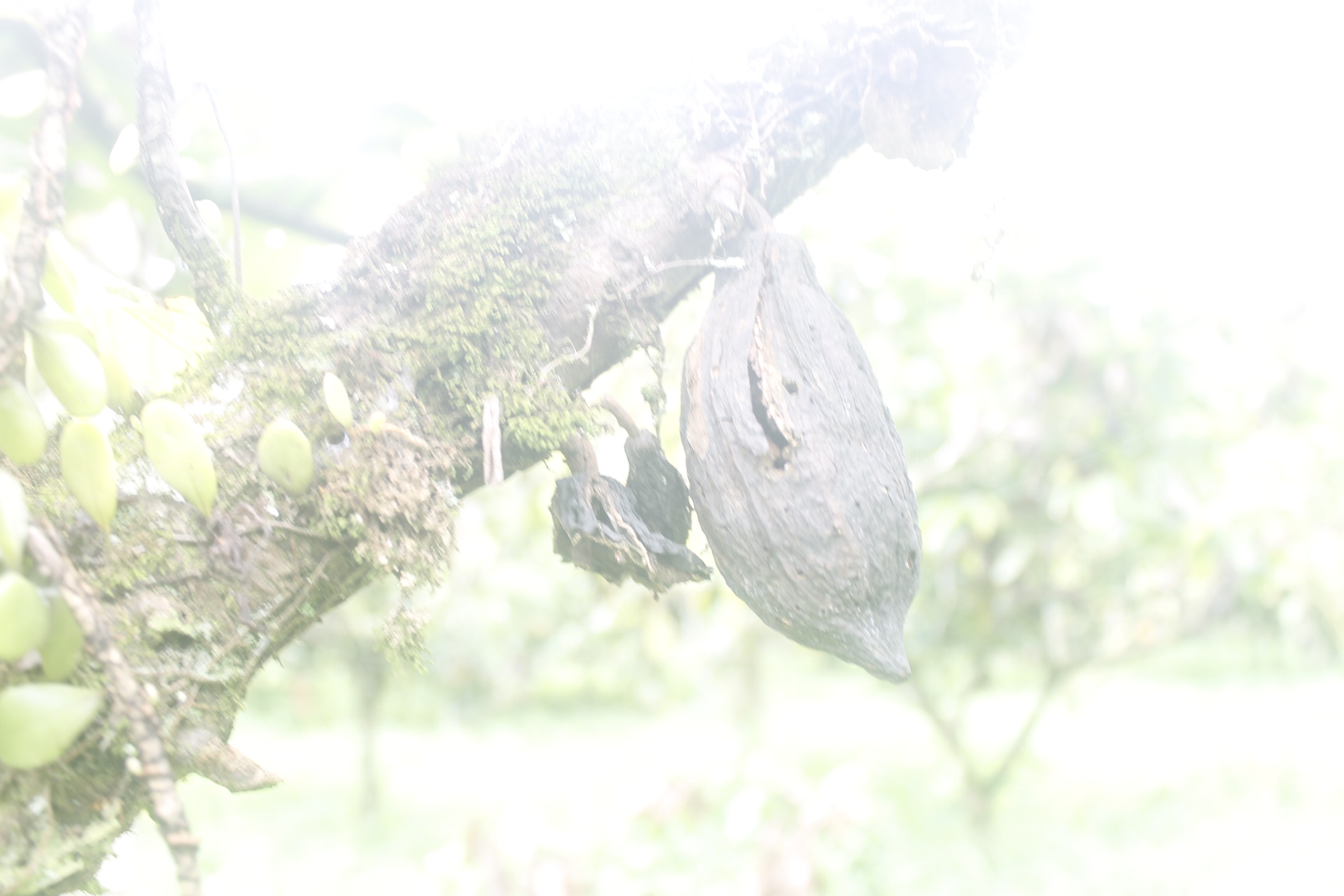 How To Use The Pest And Disease Detection Object Detection Api