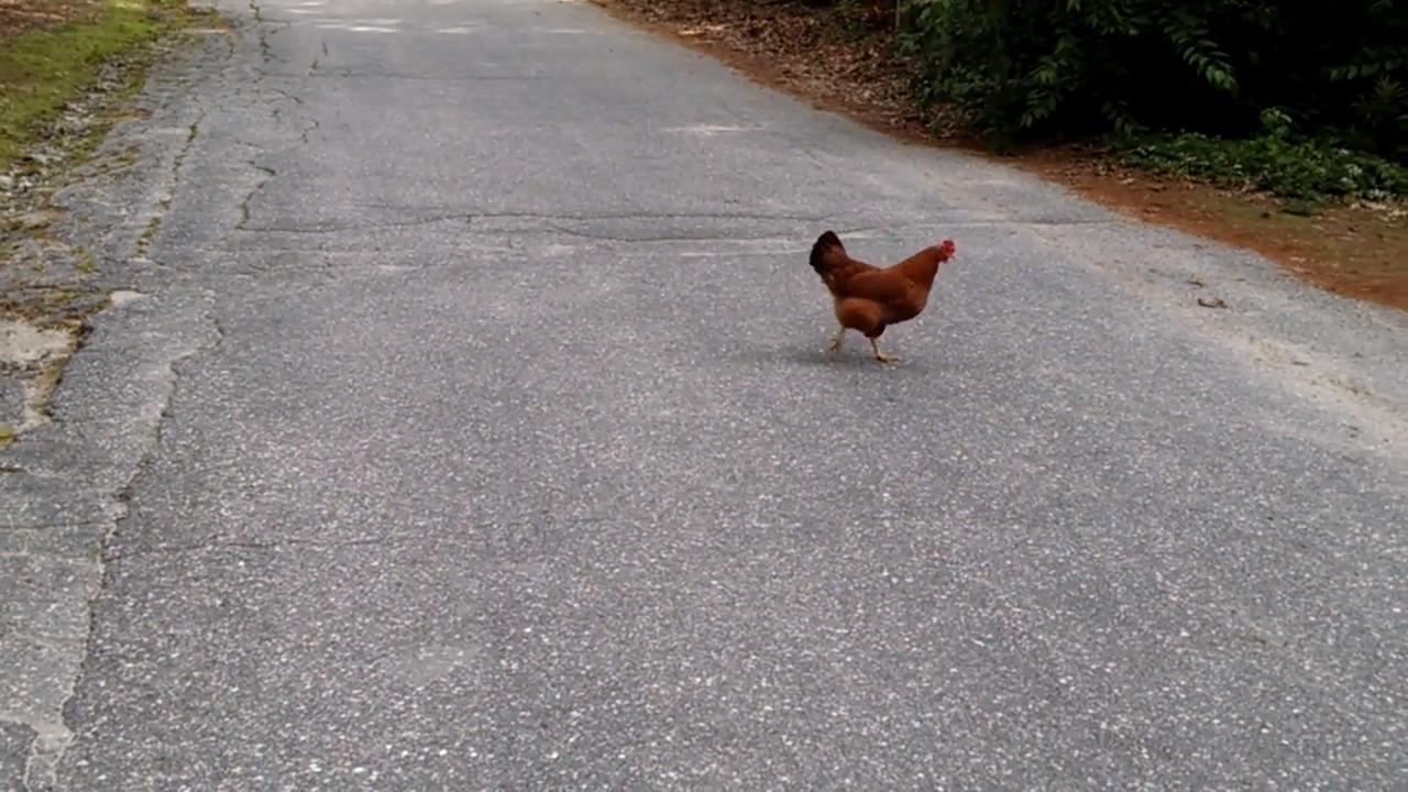 Chicken Detection Object Detection Dataset And Pre Trained Model By