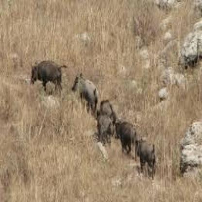 target_boar Object Detection Dataset by drill01