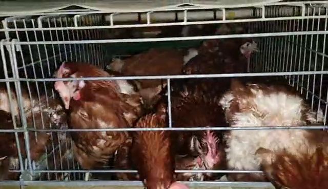 chicken Object Detection Dataset by 978270091@qq.com