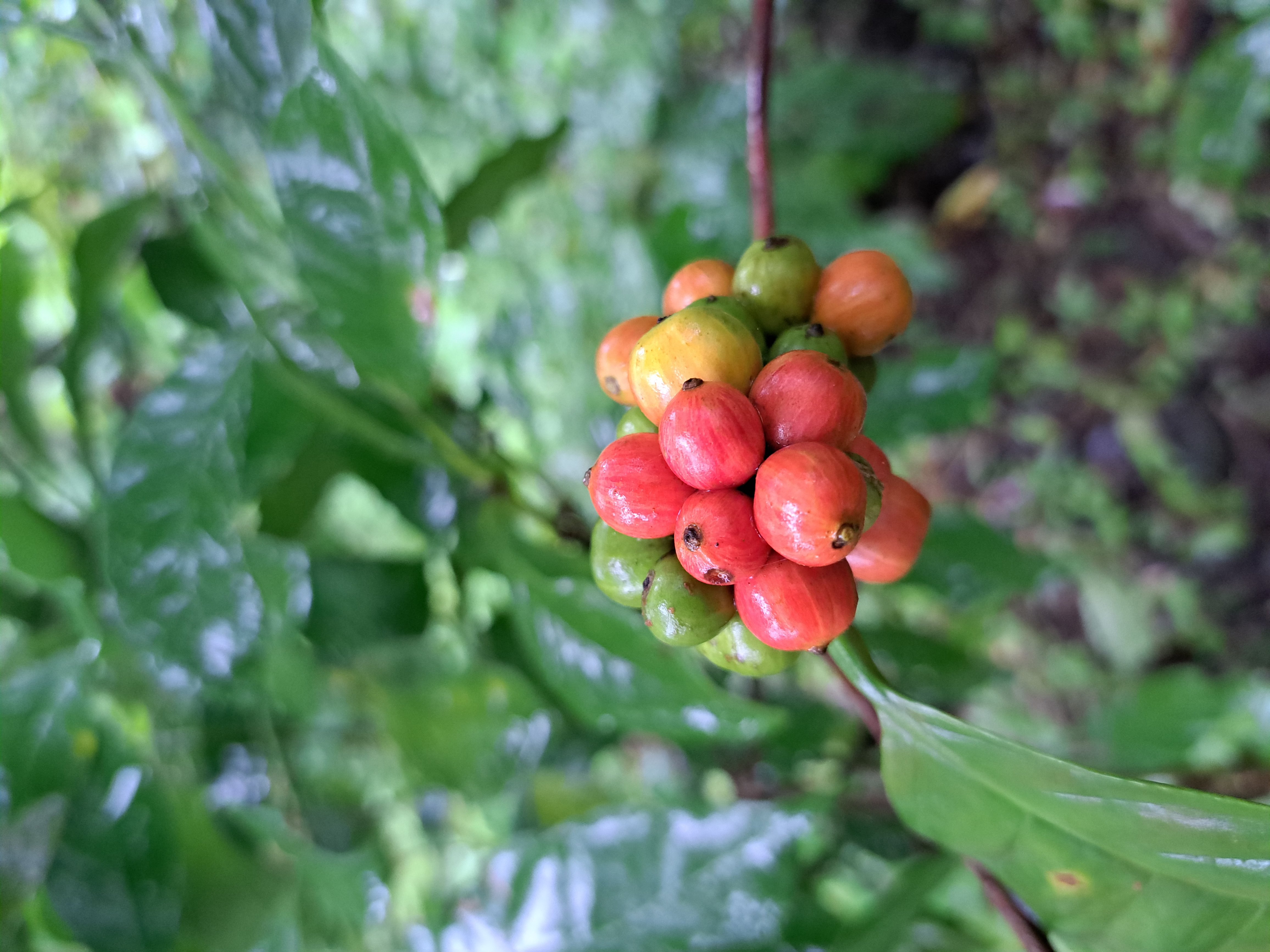 FINAL COFFEE DATASET Object Detection Dataset (v3, 2023-11-21 2:20am ...