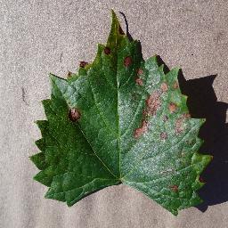 GrapeDiseaseDetection_ObjectDetection Object Detection Dataset by FinalProject