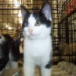 cat_vs_dog Object Detection Dataset by Class