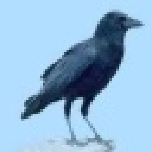Birds Comp Object Detection Dataset And Pre Trained Model By Birddetected