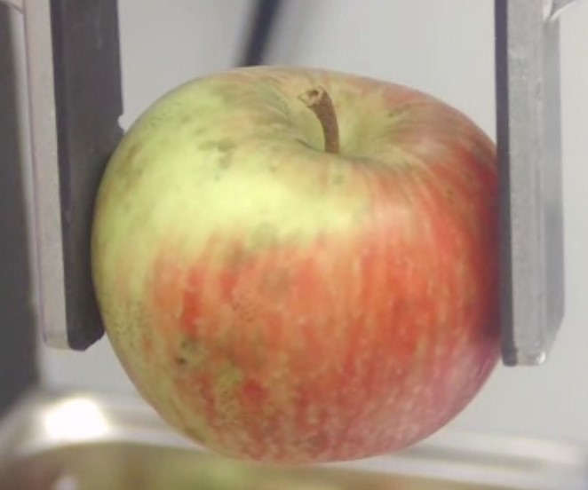 BadApple Classification Dataset and Pre-Trained Model by protonapples