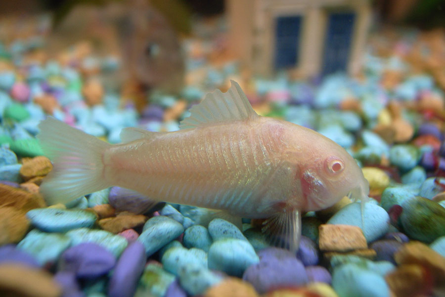 aqua-net Object Detection Dataset and Pre-Trained Model by Kaden