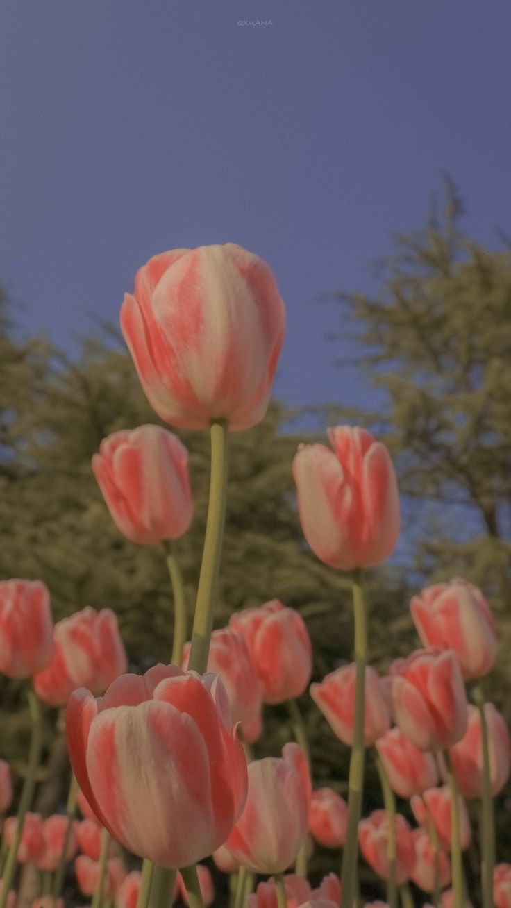 Flower Object Detection Dataset and Pre-Trained Model by Custom yolov8