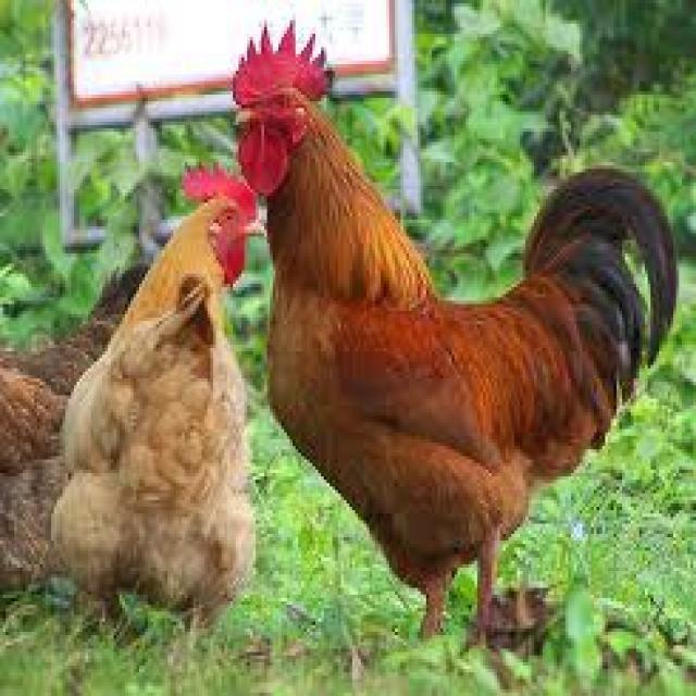 chicken&helic Object Detection Dataset by BEL