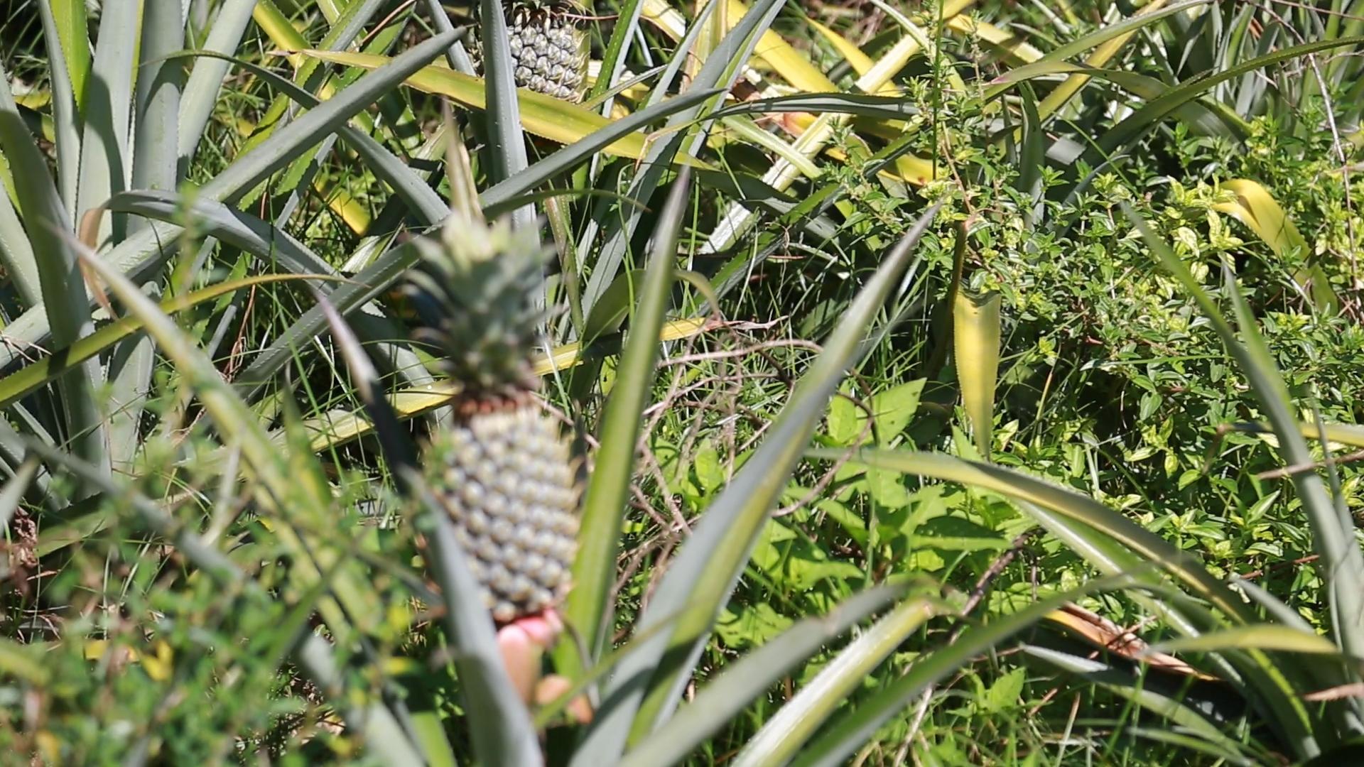 Pineapple Object Detection Dataset By Pineapplev3