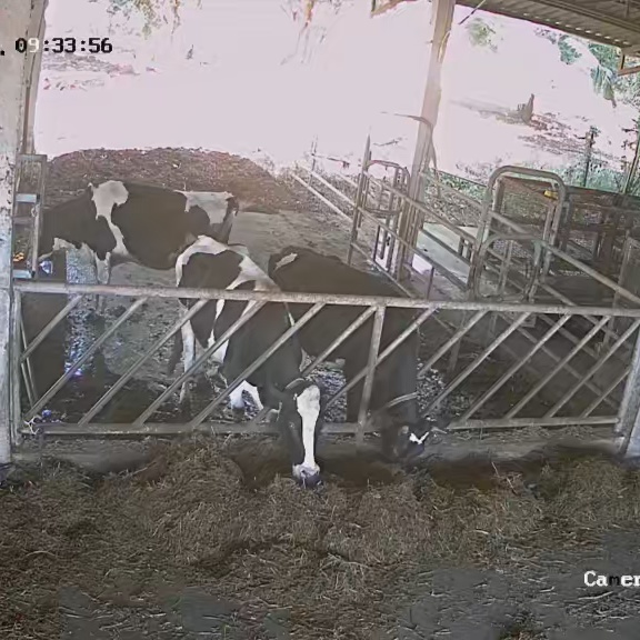 Cow Model Object Detection Dataset And Pre Trained Model By Cowlabel