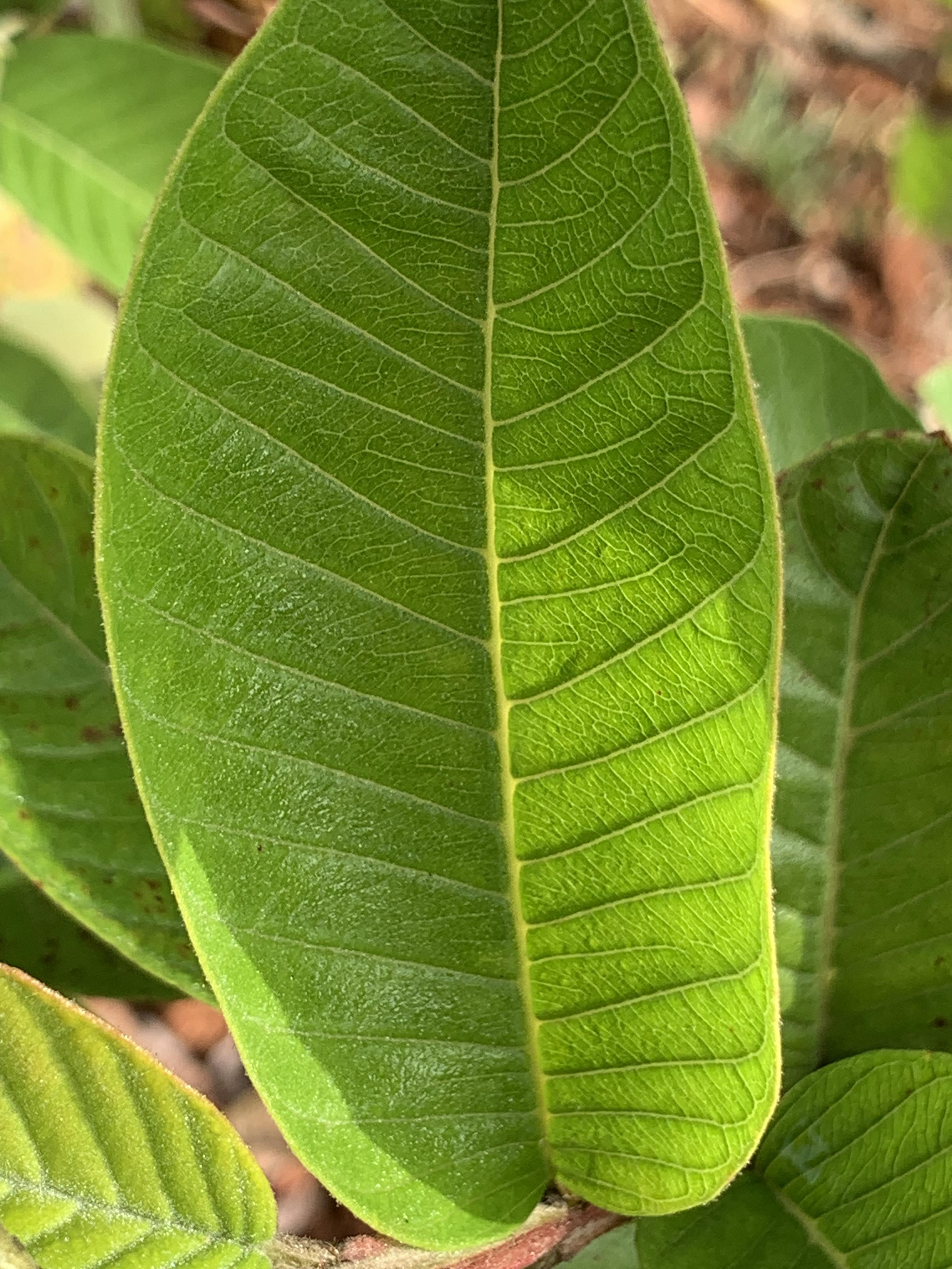 Guava Object Detection Dataset by plantdisease