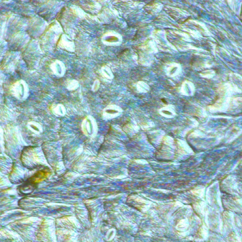 Little-leaf Linden Segmentation3 Instance Segmentation Dataset and Pre-Trained Model by Data
